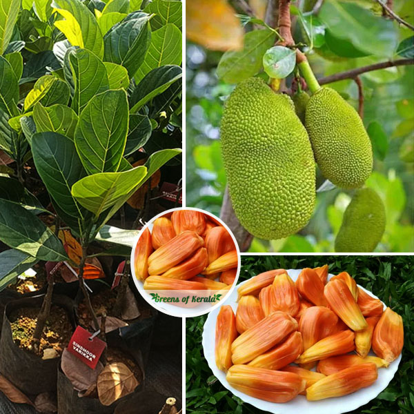 Cambodian jackfruit – GTS Rose Garden & Nursery
