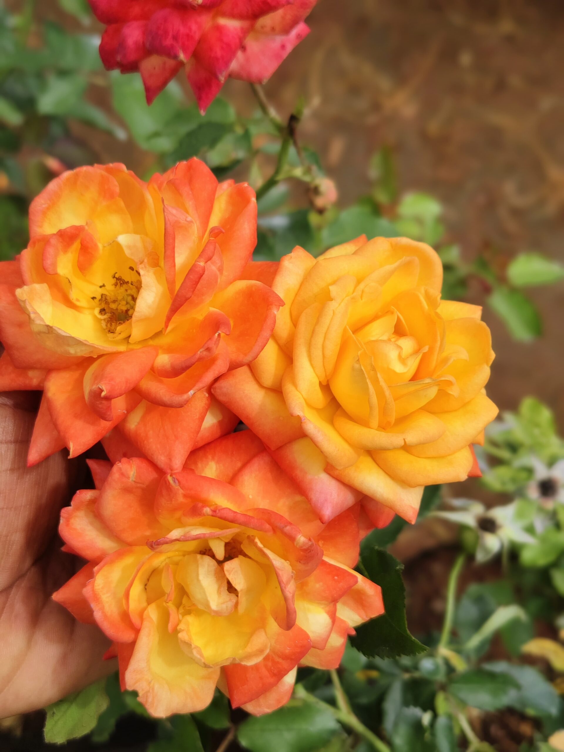 CALCUTTA ROSE MOTHER PLANT – GTS Rose Garden & Nursery