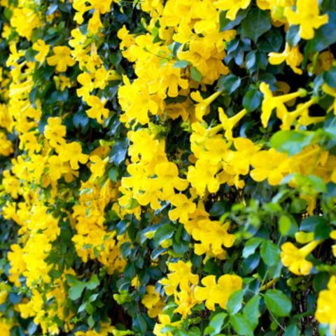 GOLDEN CAT”S CLAW CREEPER – GTS Rose Garden & Nursery